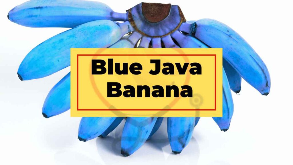 Blue Java Banana- Origin, Nutrition, Health Benefits & Uses - Banana Dose