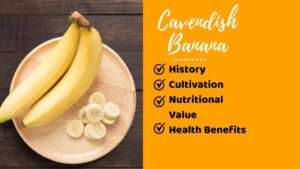 Cavendish Banana- Origin, Nutrition & Amazing Benefits - Banana Dose