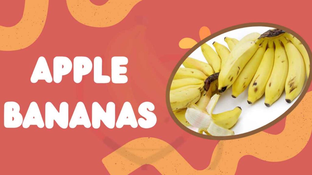 Apple Bananas- Origin, Nutrition, & Amazing Benefits - Banana Dose