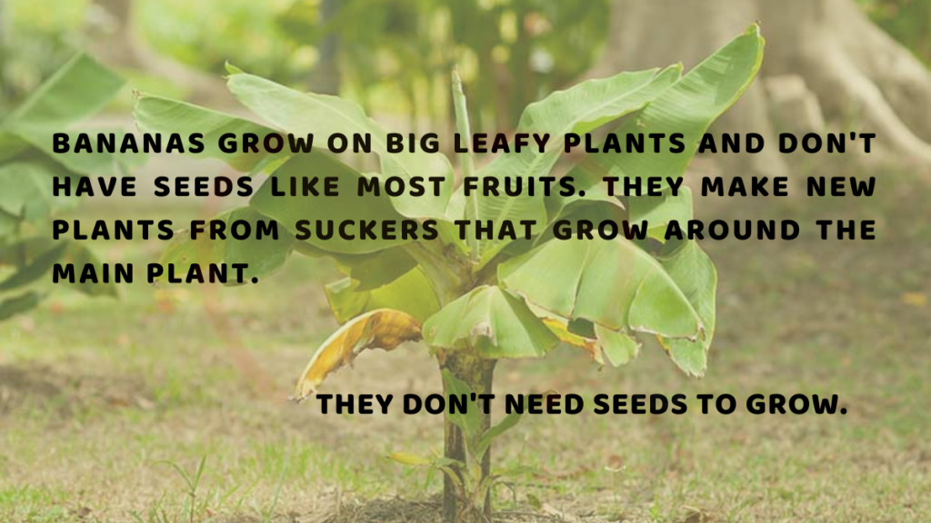 How do Bananas Reproduce Without Seeds? - Banana Dose