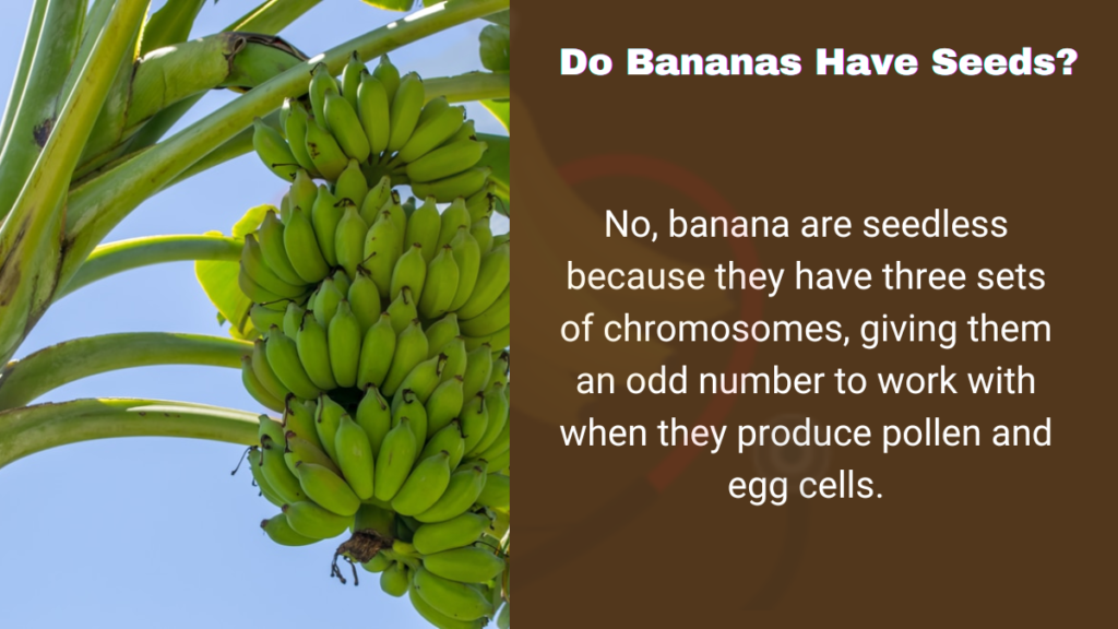 How do Bananas Reproduce Without Seeds? - Banana Dose