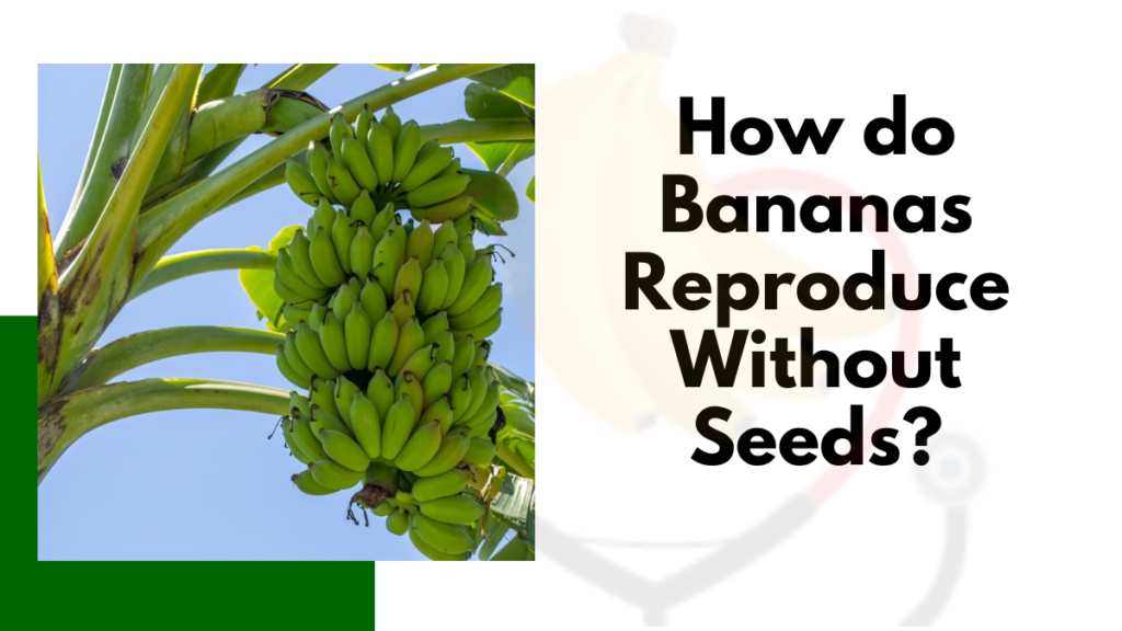 How do Bananas Reproduce Without Seeds? - Banana Dose