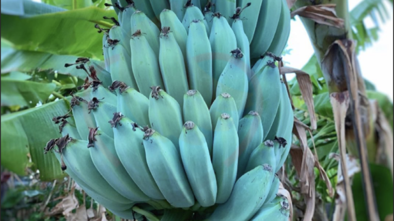 Blue Java Banana- Origin, Nutrition, Health Benefits & Uses - Banana Dose